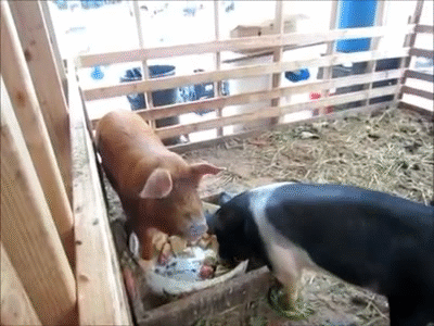 How to make gourmet pig slop on Make a GIF