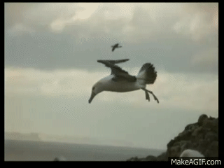 Albatross Island, Tasmania on Make a GIF