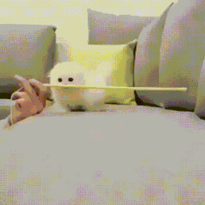 Boing! | Funny Cat GIFs on Make a GIF