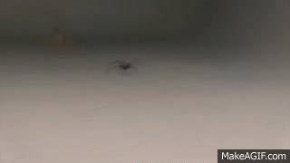 Brown Recluse spider HD close-up footage on Make a GIF