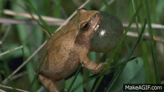 Frog Chorus Gif
