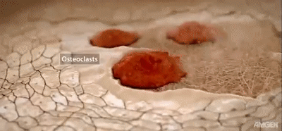 osteoblastos y osteoclastos - Osteoblasts and Osteoclasts_(480p) on ...