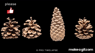 Pine Cones Opening Time Lapse on Make a GIF