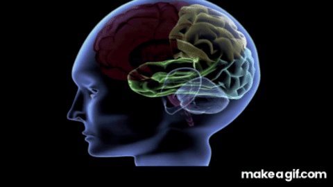 Traumatic Brain Injuries: Effects of damage to different lobes of the ...