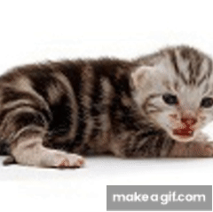 moving cat on Make a GIF