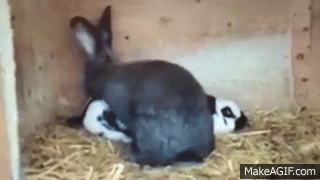 Rabbit tries to mate and then dies of heart attack!!! on Make a GIF