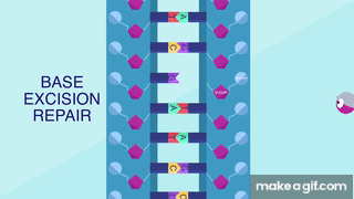 What happens when your DNA is damaged? - Monica Menesini on Make a GIF