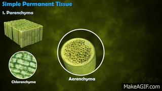 Plant Tissue on Make a GIF