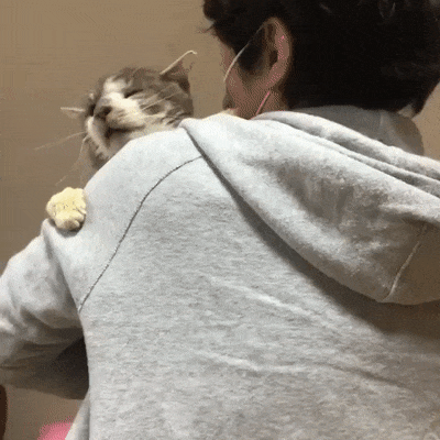 Senior Cat on Make a GIF