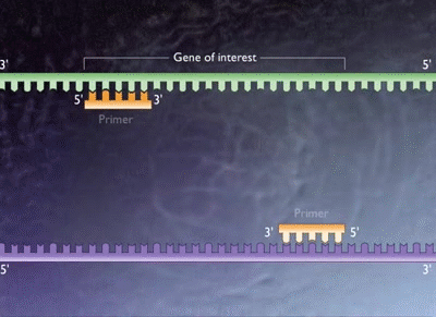 Polymerase Chain Reaction [HD Animation] on Make a GIF