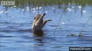 Baboons wading through water - Planet Earth - BBC animals & wildlife on ...
