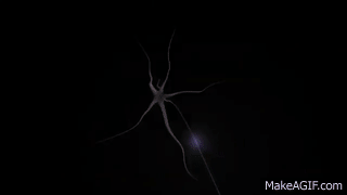 Neurons and What They Do ~ An Animated Guide on Make a GIF