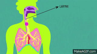 Respiratory System Gif
