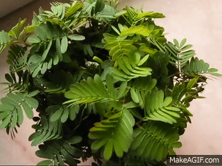 my mimosa pudica / shrinking violet plant opening - time lapse on Make ...