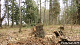 Wannabe Logger Harvesting Timbers on Make a GIF