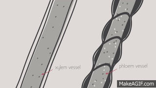 Xylem and Phloem - Transport in Plants | Biology for All | FuseSchool ...