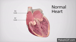 HeartPacing on Make a GIF