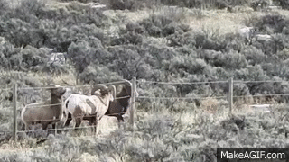 12/22/14: Big Horn Sheep Jumping Fence on Make a GIF