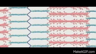 Contracción de la celula muscular on Make a GIF
