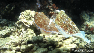 Cuttlefish Courtship on Make a GIF