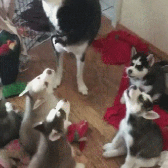 catgifcentral: Howling Lesson on Make a GIF