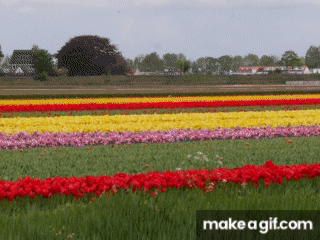 tulip on Make a GIF