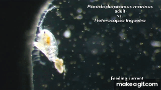 Zooplankton feeding: copepod adults and larvae (nauplii) eating various ...