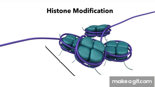 Introduction to epigenetics - Learn.OmicsLogic.com on Make a GIF