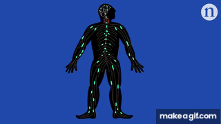 Nerve repair: Regeneration in spinal-cord injury on Make a GIF