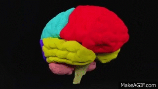 3D Model - Human Brain (Cerebrum, Cerebellum, Brain Stem); educational ...