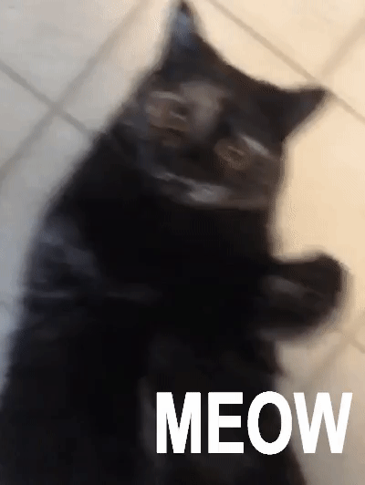 Meow! on Make a GIF