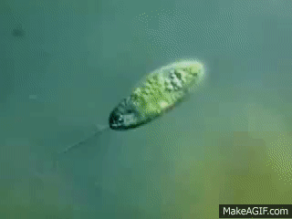 Euglena (bikont) flagella movement on Make a GIF
