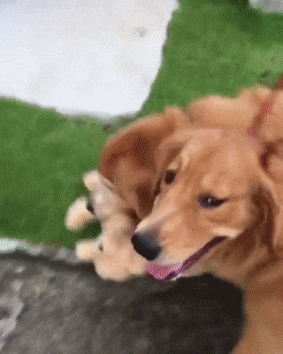 Dogs | Funny Cat GIFs on Make a GIF