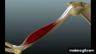 Mecanismo de la contracción muscular I on Make a GIF