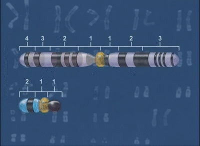 Changes in Chromosome Structure [HD Animation] on Make a GIF