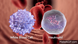 How White Blood Cells Work on Make a GIF