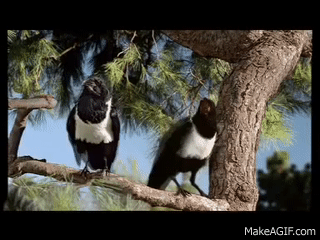 Birds And Windex funny commercial on Make a GIF