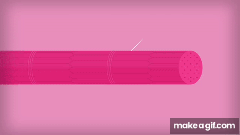 Muscles, Part 1 - Muscle Cells: Crash Course Anatomy & Physiology #21 ...