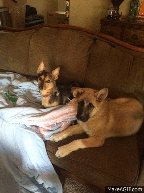 Dogsbeingdogs on Make a GIF