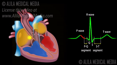 Cardiac Conduction System and Understanding ECG, Animation. on Make a GIF