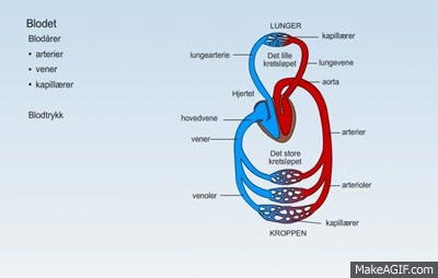 Sirkulasjonssystemet on Make a GIF