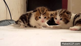 Mom Cat Meowing and Talking for her Cute Kittens | Generation "O" on ...