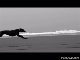 "Greyhound galloping in slow motion" on Make a GIF