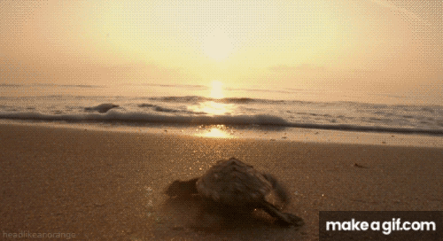 Funny sea turtle going bye bye on Make a GIF
