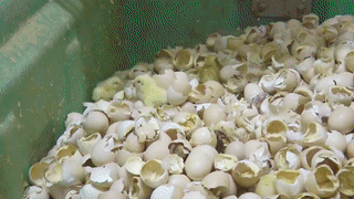 Chick culling - garbage on Make a GIF