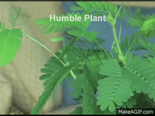 Mimosa Pudica - The Sensitive Plant on Make a GIF