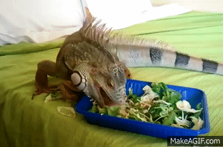 Big green iguana devoring eating some salad on Make a GIF