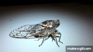 Dancing Cicada - caripodcables.com.au on Make a GIF