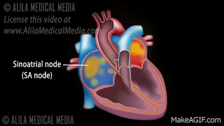 Cardiac Conduction System and Understanding ECG, Animation. on Make a GIF
