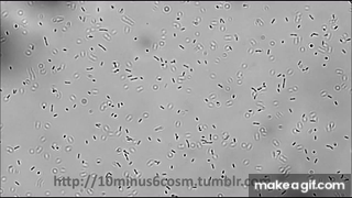 Listeria monocytogenes tumbling motility on Make a GIF